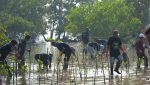 PLN UIK Tanjung Jati B Tanam 5.000 Mangrove di Pantai Blebak di ...